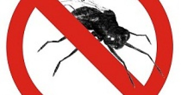 Insecticide profesionale purici, furnici, tantari | Sanito